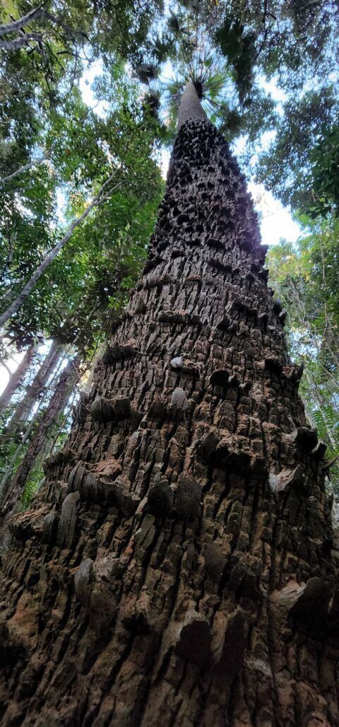 Doggrell Forest Walk - Mayan Farm Kin Kin