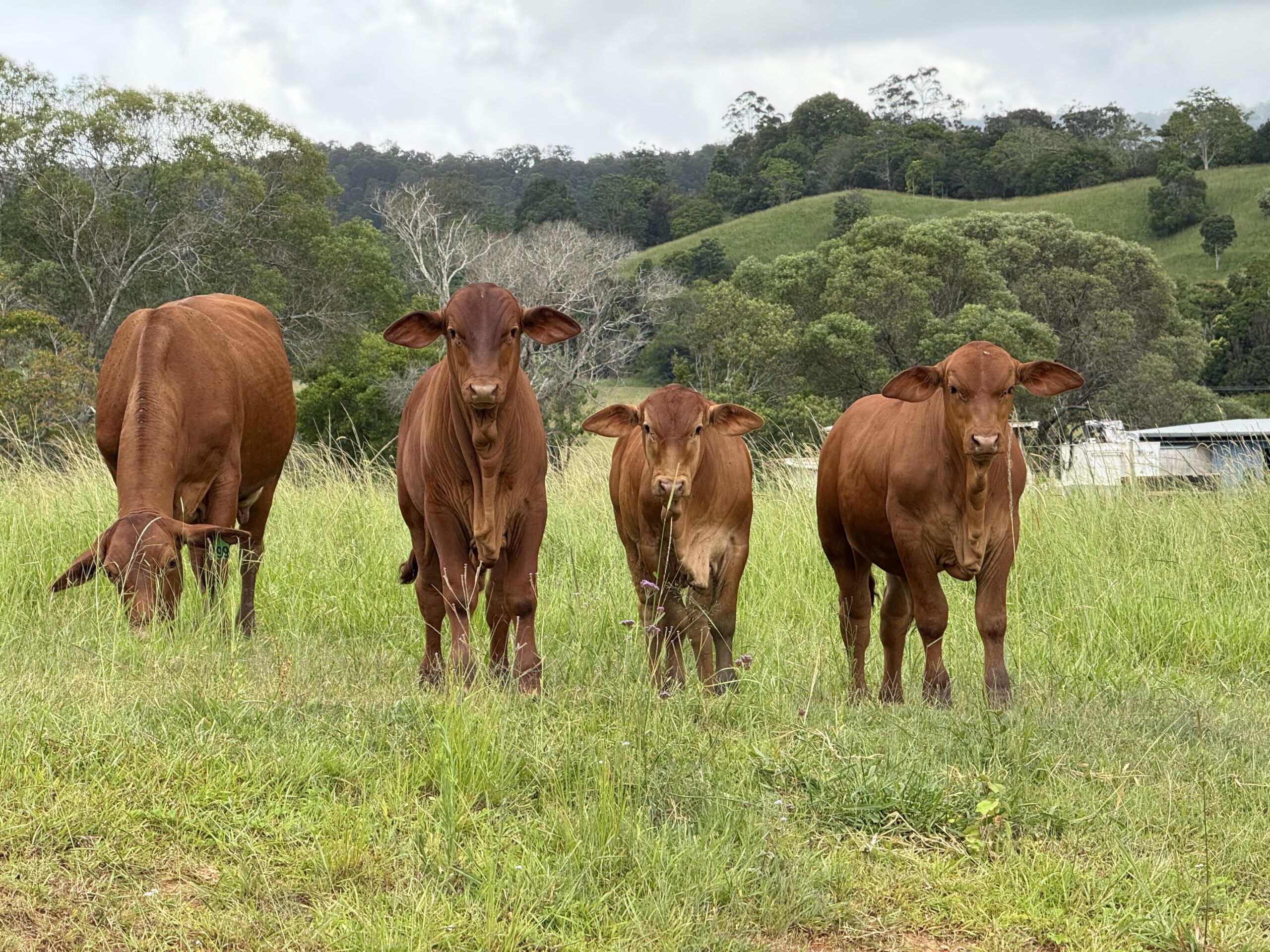 About - Mayan Farm Kin Kin
